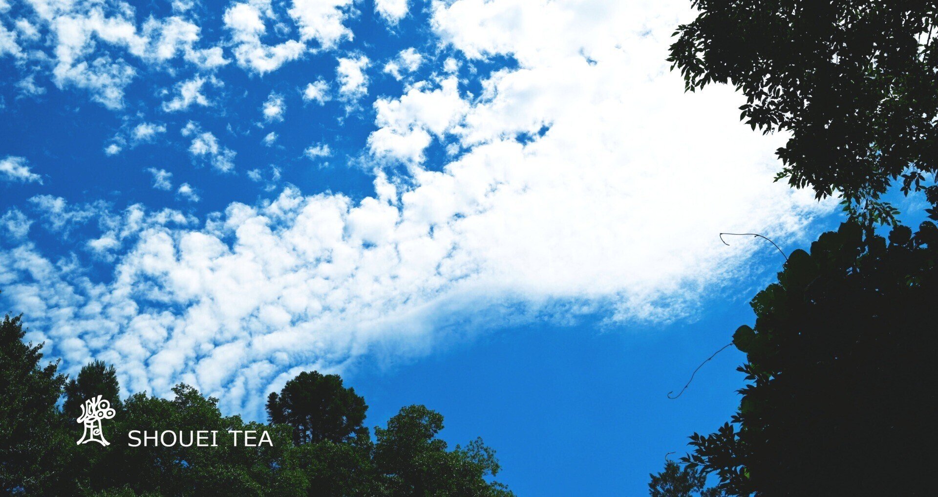 晶瑩 SHOUEI TEA｜農薬を使わない茶専業｜note