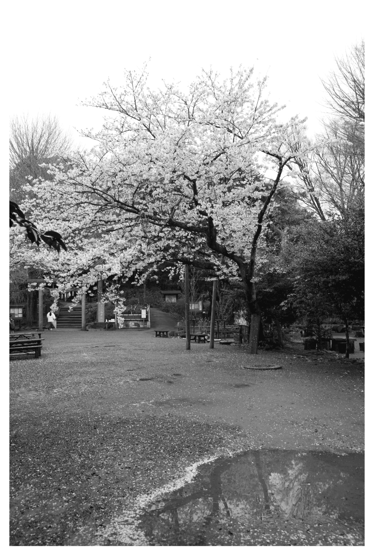 雨、雨｜shirasu camera