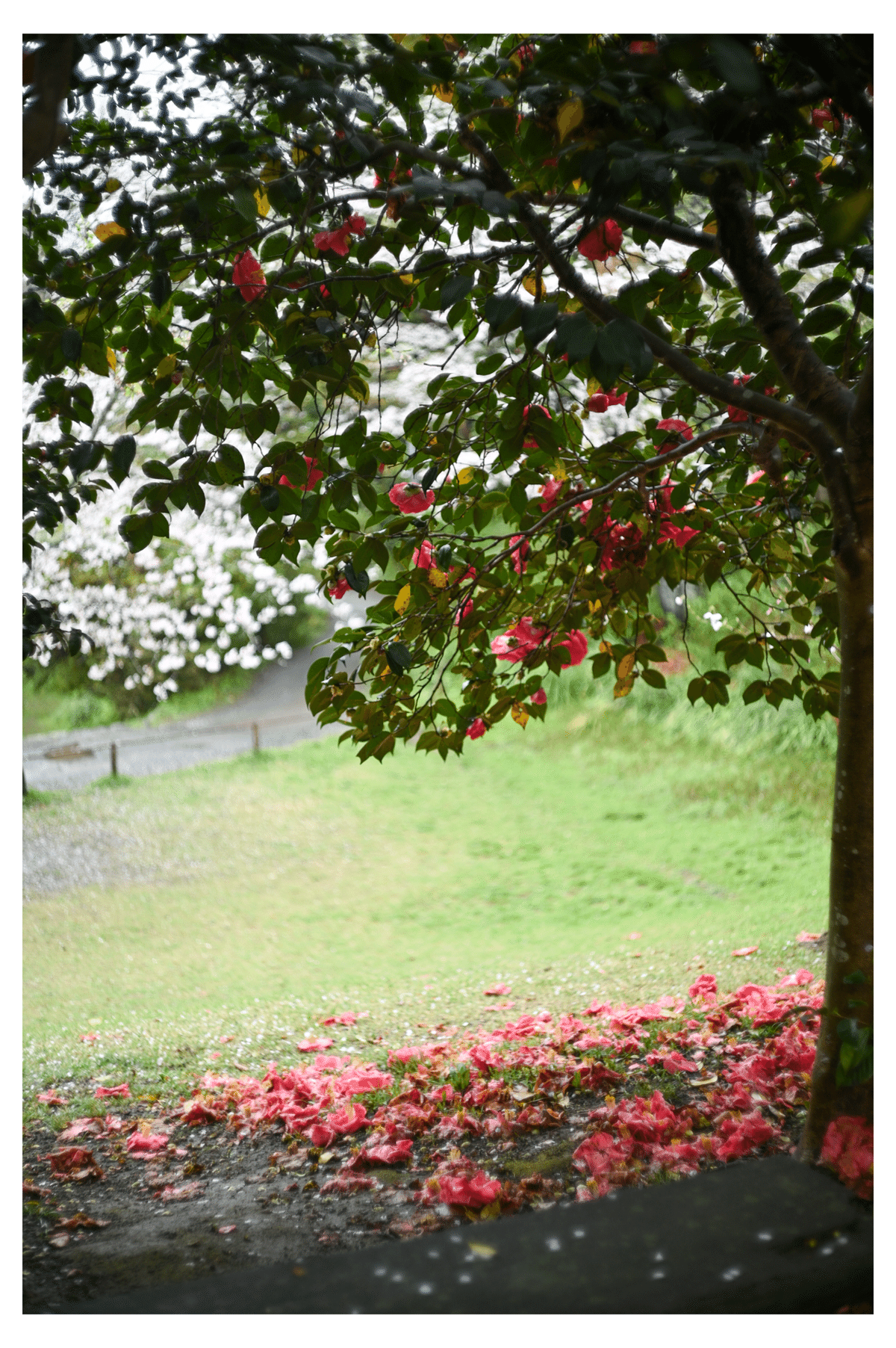 雨、カラー｜shirasu camera