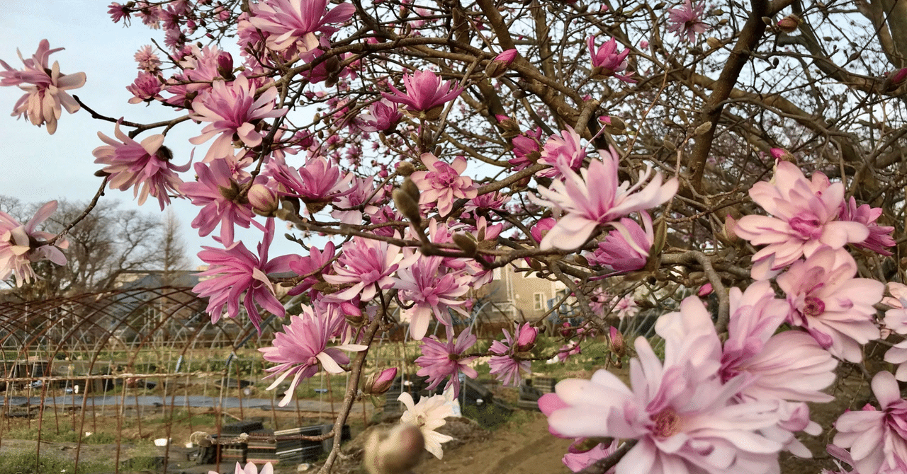 python 仮想環境｜blue06_2022｜note