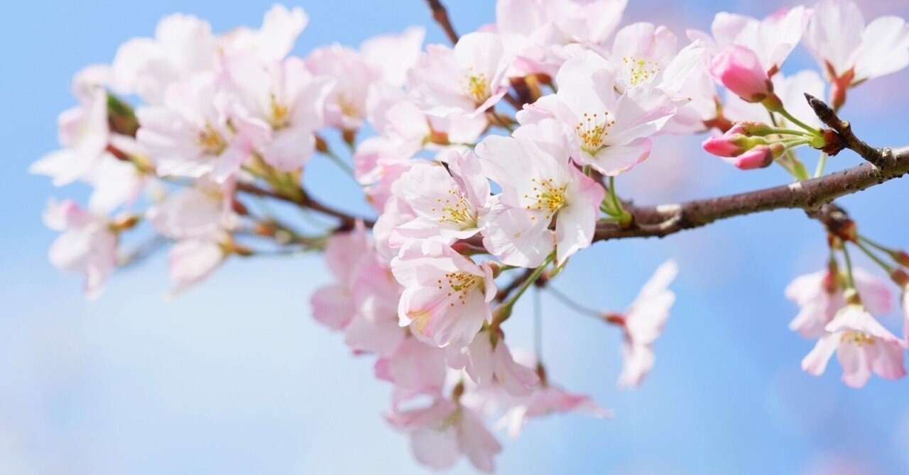 さくら色に染まる｜*michi*｜note