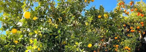 ayano_leizei 冷泉あやの｜note