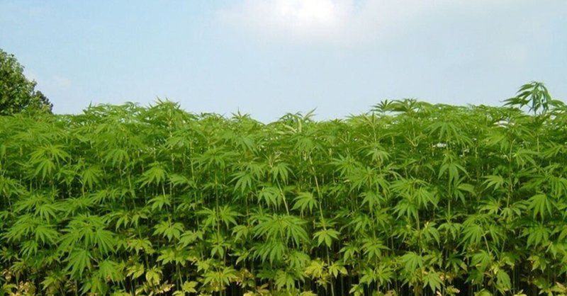 CALSEED®【公式】｜note