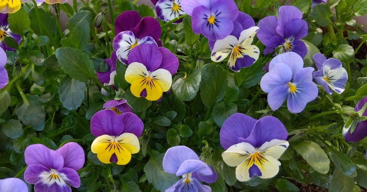 ビオラが咲いています｜kame