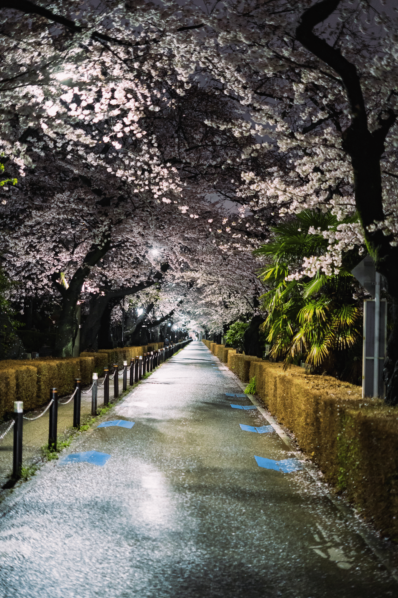 夜桜｜松尾友雪〈Yusetsu Matsuo〉