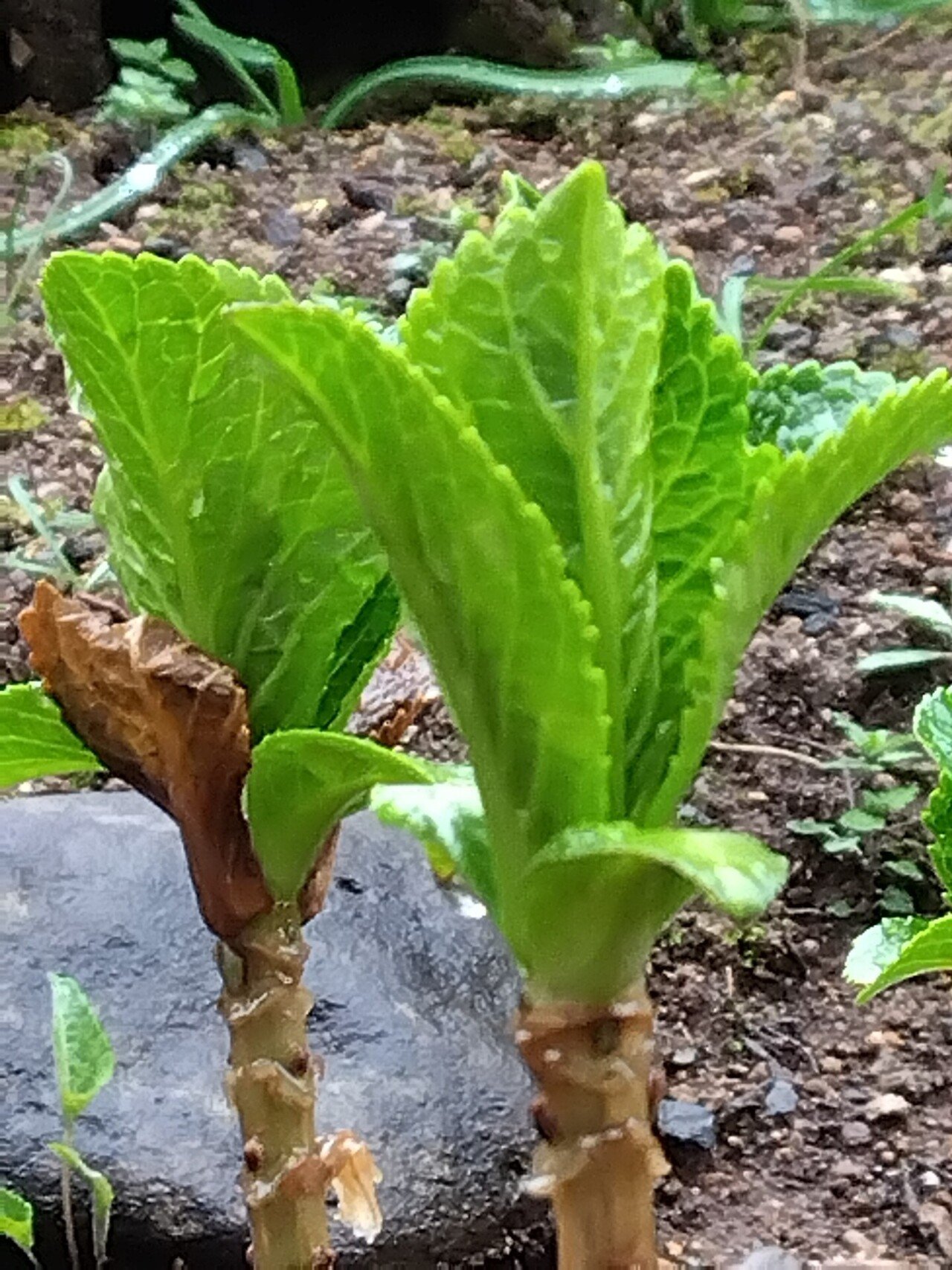 あじさいの目覚め｜annamariarose