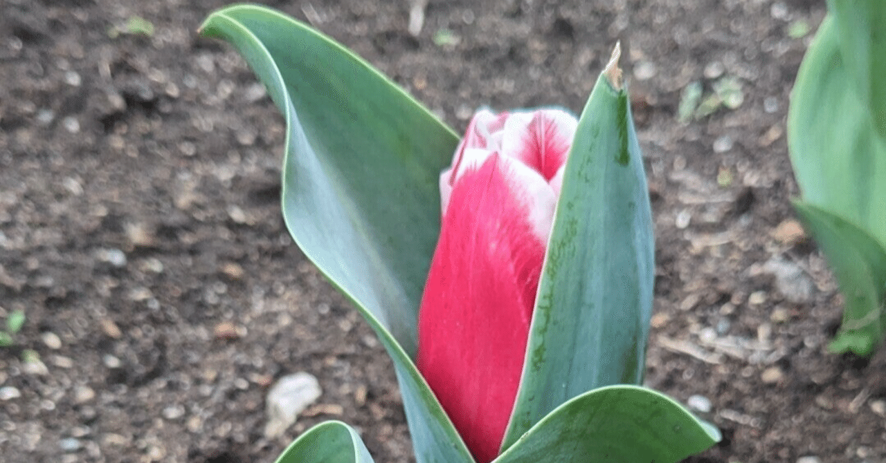 【note38日目】成長するために必要なこと｜しょき@朝活×継続×発信力｜note