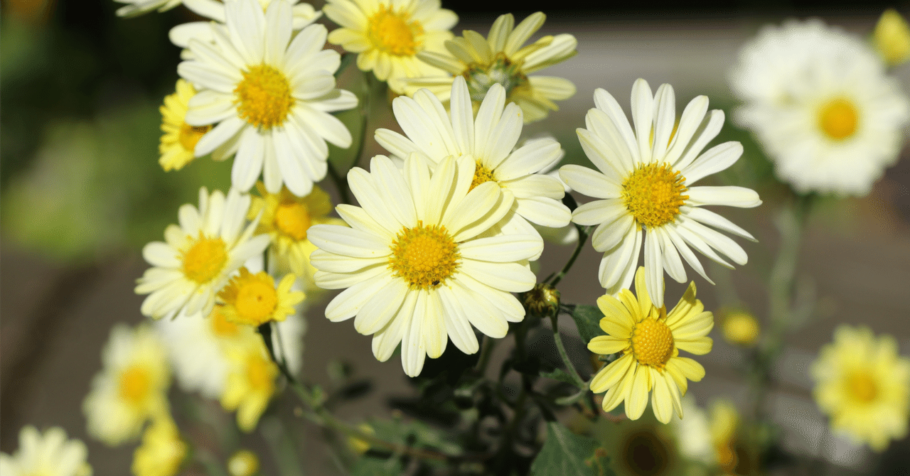 4月のスケジュール｜Saki Shirai