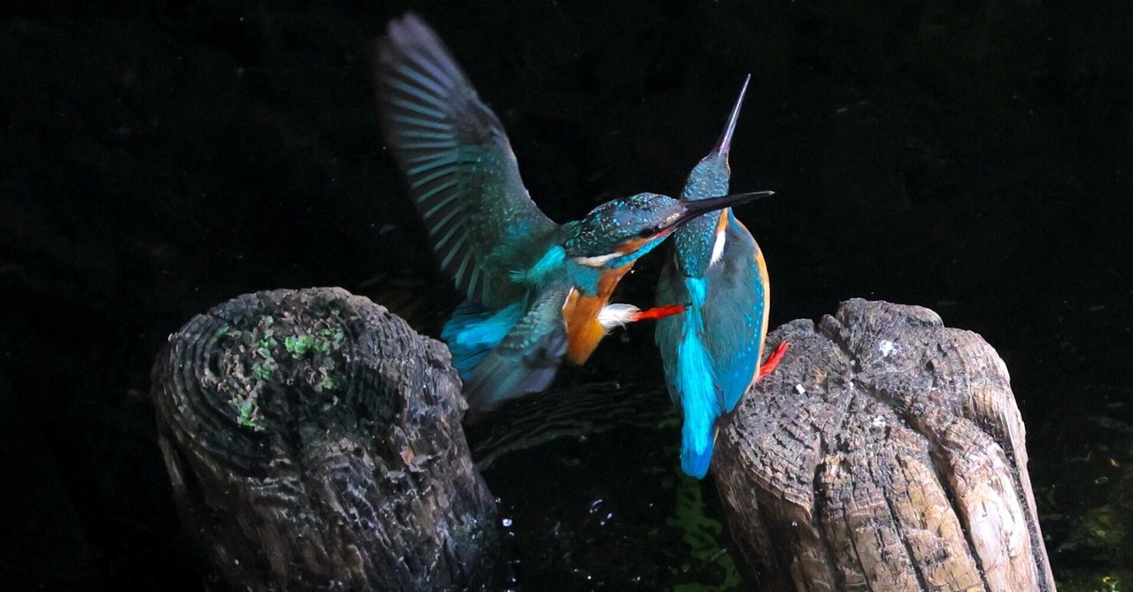 大東京カワセミ日記197 交尾。20230322｜柳瀬 博一｜note