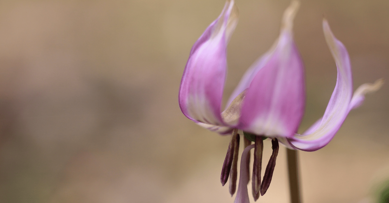 自分の一貫性｜Yumeka.yy｜note