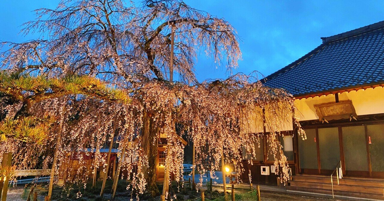 『金剛寺』雨の夜桜ライトアップ🌸📸…からの〜😸⁉︎｜𝐑𝐢𝐬𝐚＊𝐧𝐨𝐭𝐞｜note