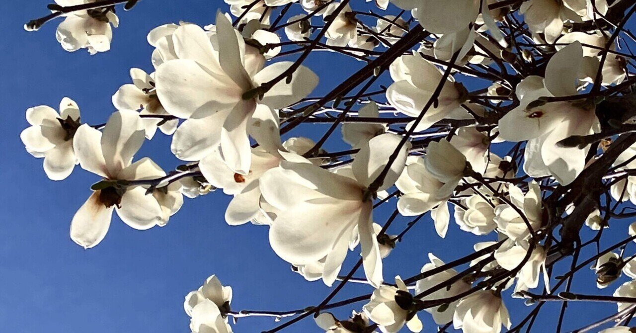 青に羽ばたく｜Shiho｜note