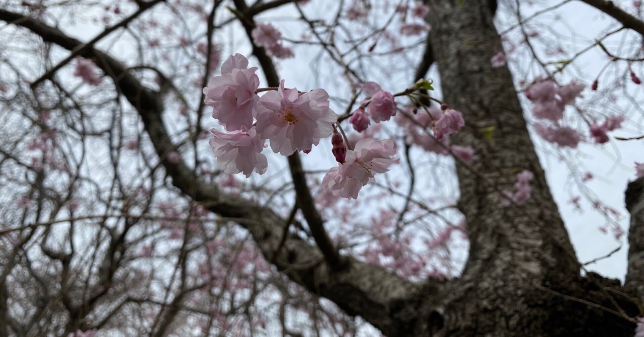 健康に近づくために｜starseed Sachi｜note