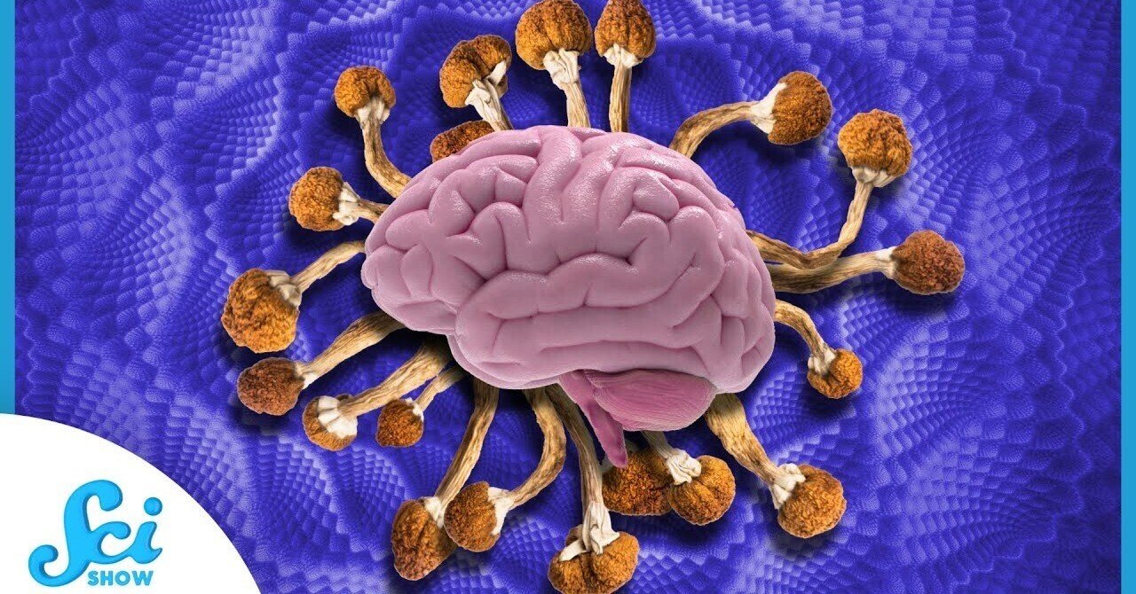 Your Brain on Psilocybin【SciShow Psych】｜弥勒｜note