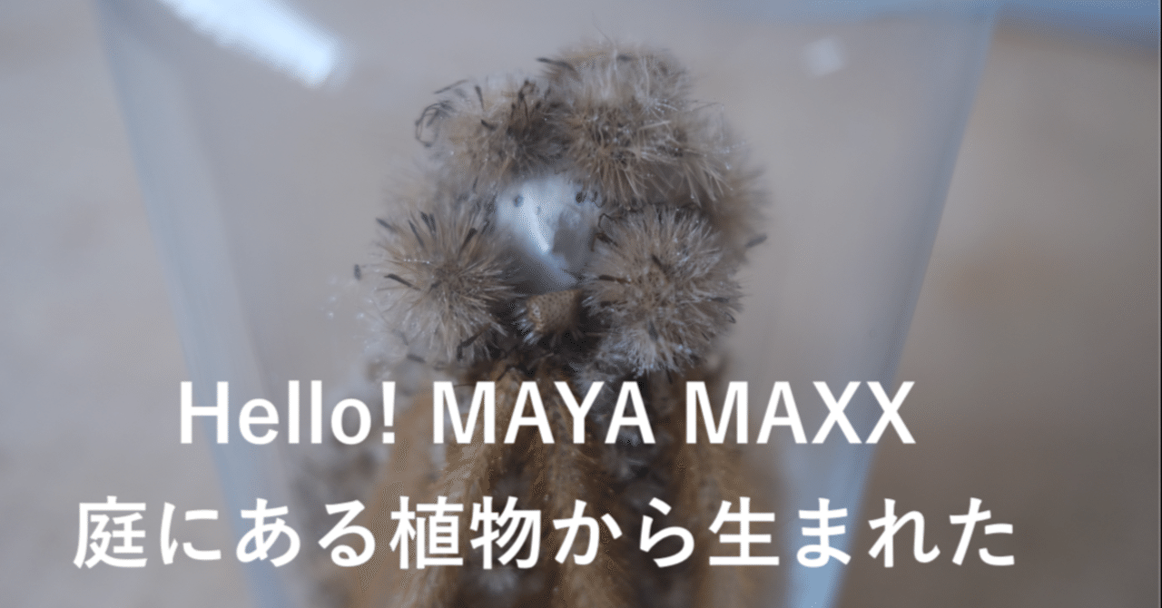 Hello ! MAYA MAXX 元気が出るひとこと_庭にある植物から生まれました｜MAYA MAXXのplaypray