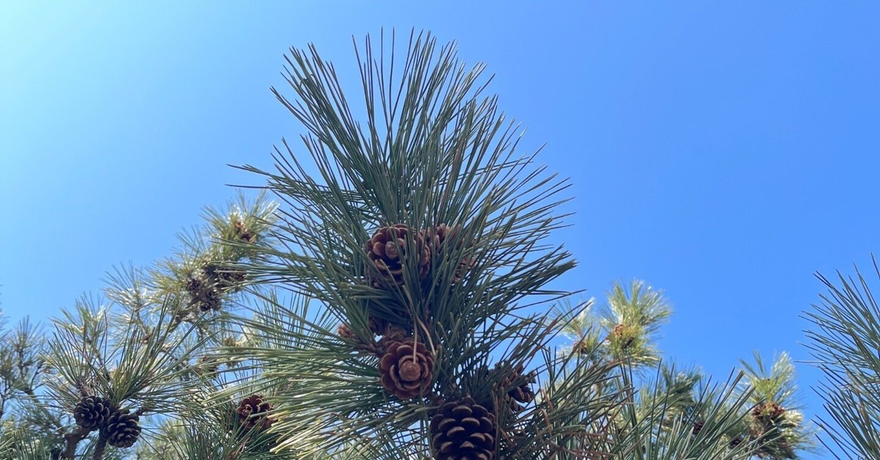 私は、私。｜tomoe