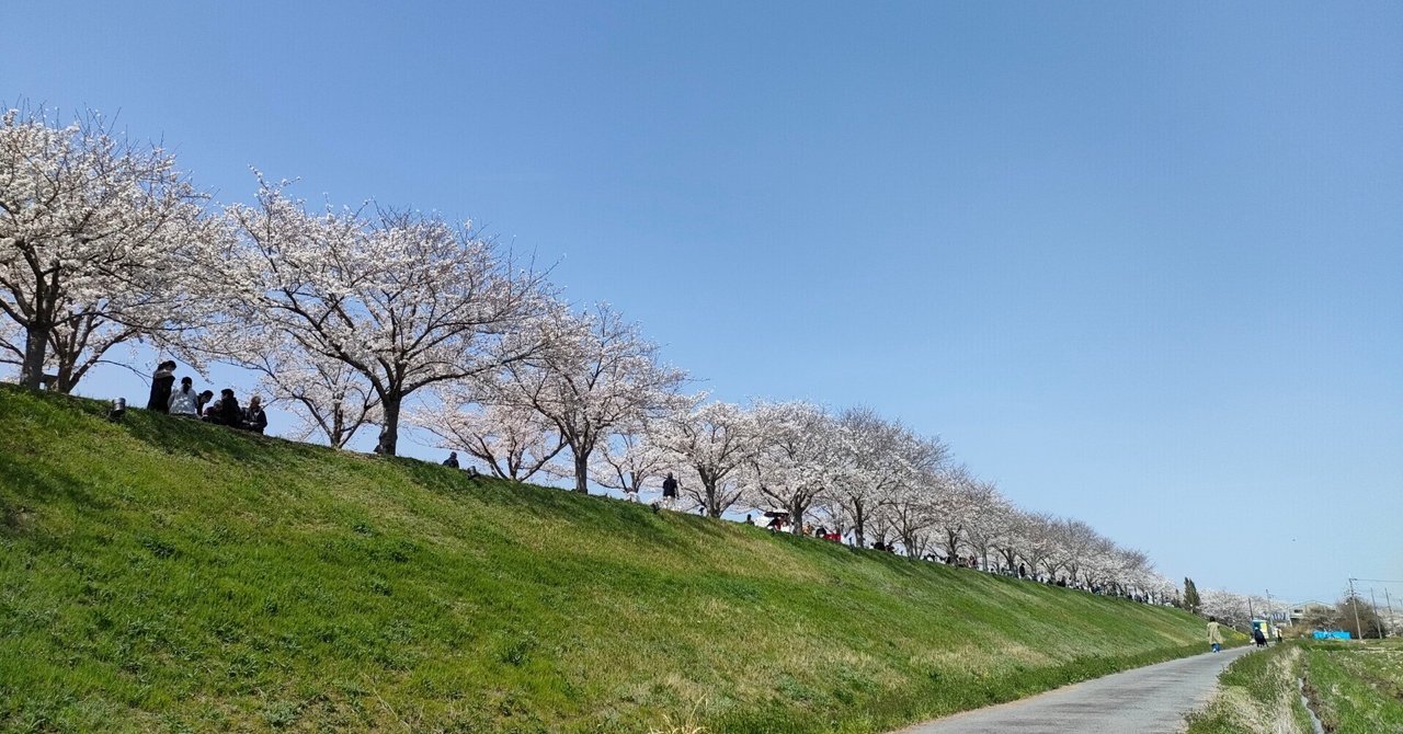 おの桜づつみ回廊｜saku｜note