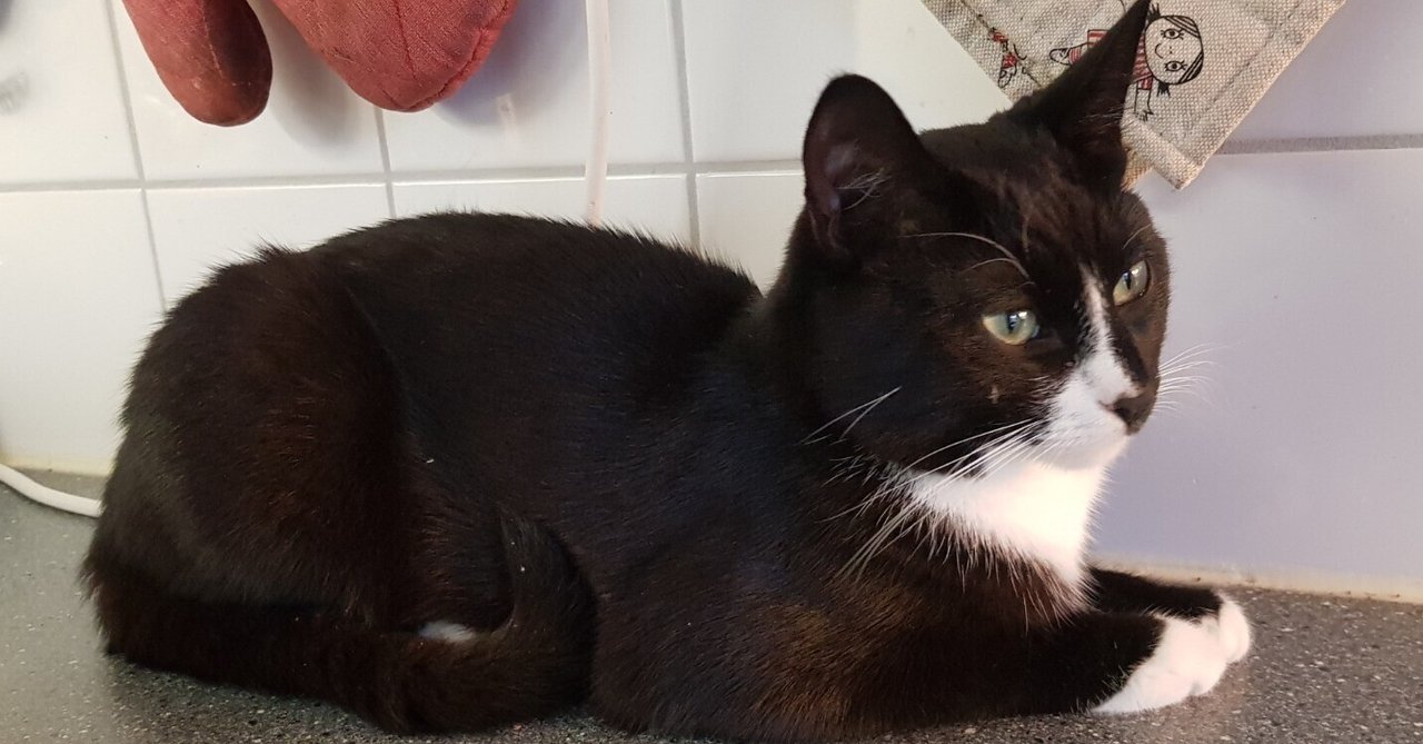 バスルームの怪奇現象?? 🐈｜Ren｜note