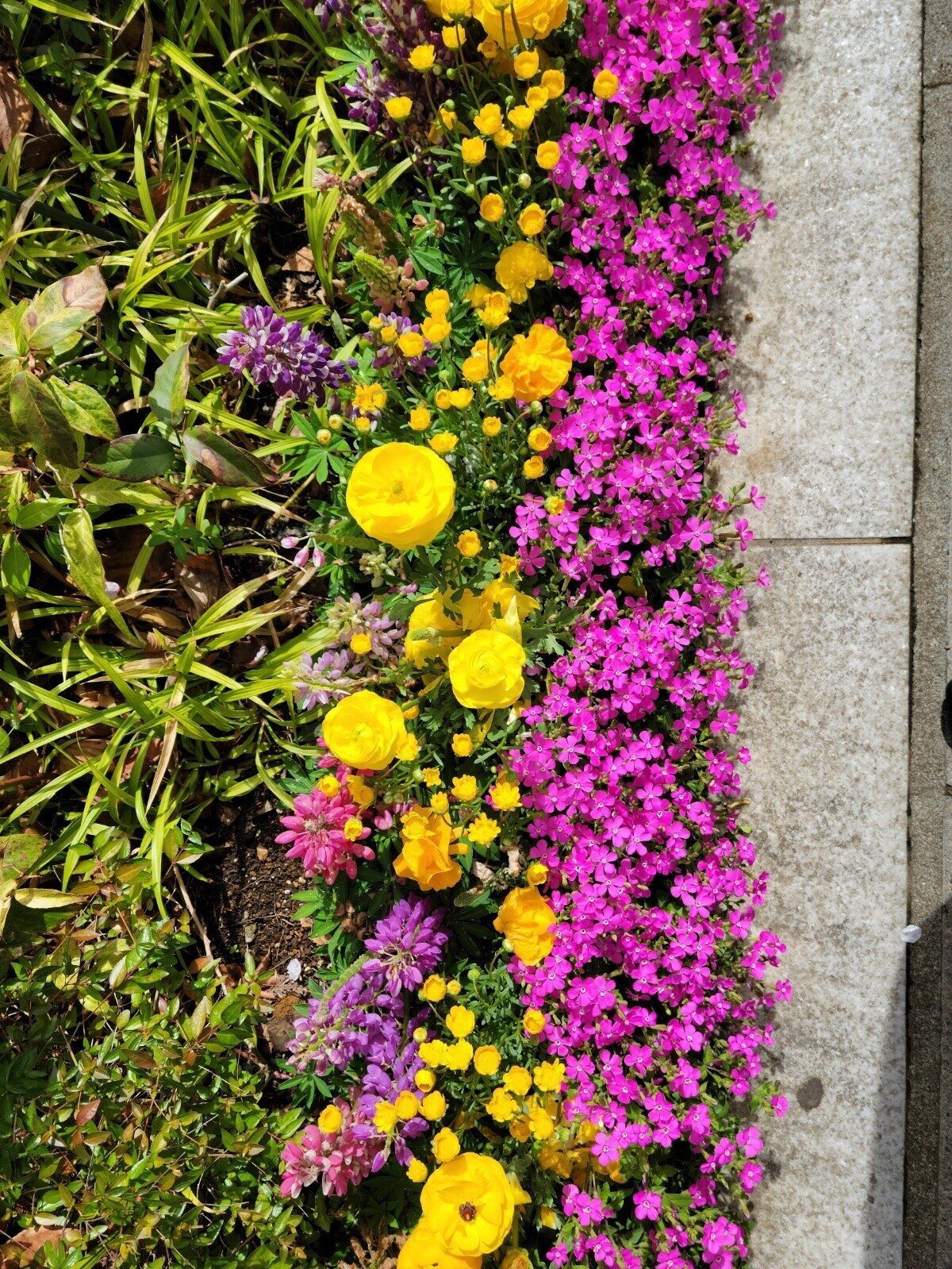 20230330の花テロ凜｜悠凜｜note