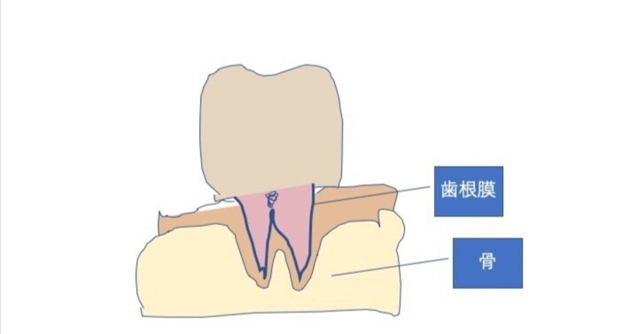 一本の歯との別れ｜noboru｜note