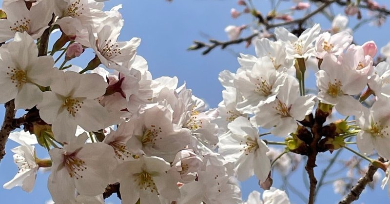 ため息、一つ。春｜Chie_Matsui｜note