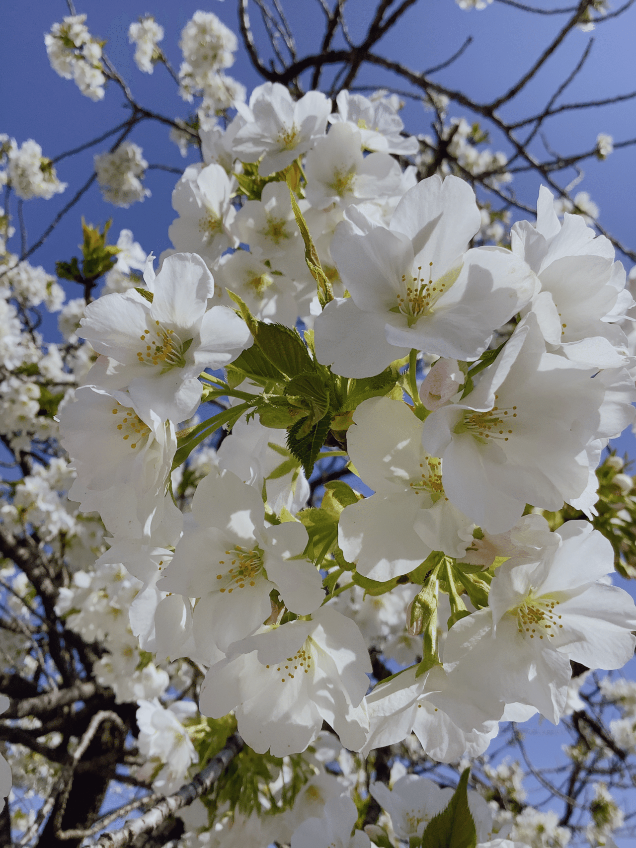 🌸桜の花のエネルギー🌸で、心が満タンです🤭💕 明日のピーちゃんねるは… ライラック杯に参加してみた件です🌸 https://note.com/minhai/n/nceabb79b702c ...
