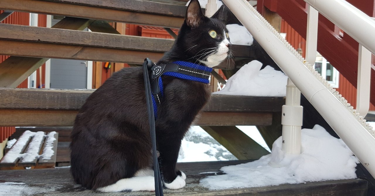 太陽が出てる間に 🐈｜Ren｜note