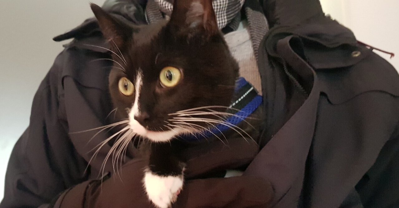 気温0度のなか朝散歩 🐈｜Ren｜note