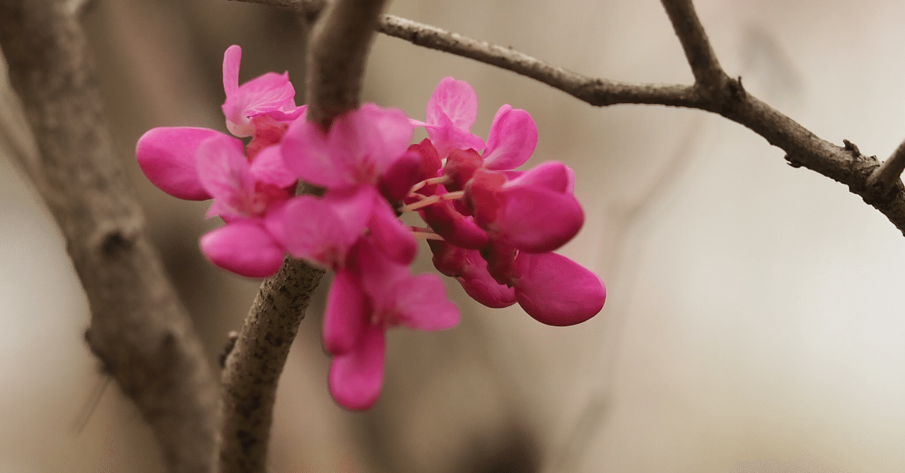 今日から年度変わり｜gorogoro_99｜note