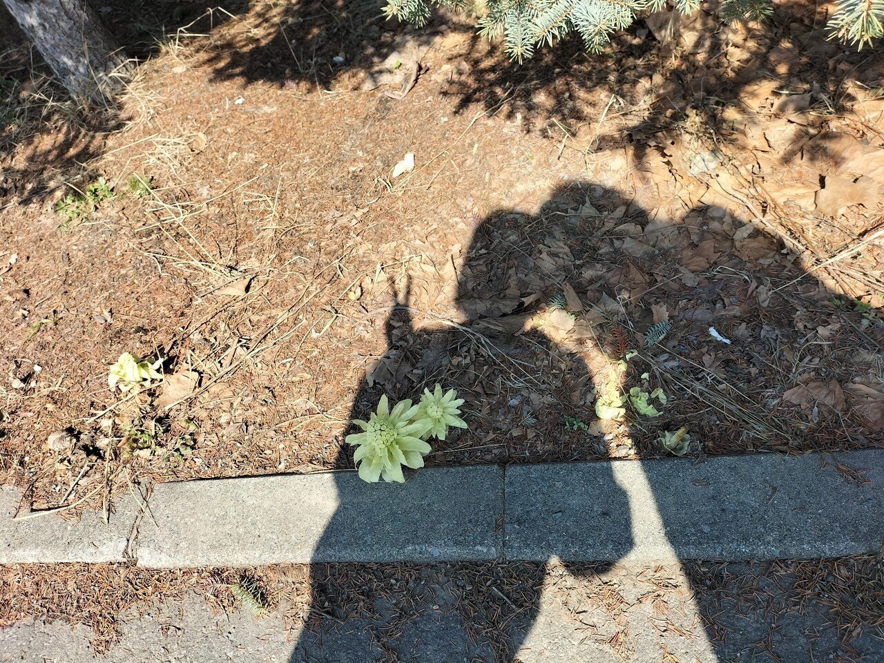 ただいまからちょっとの間、こちらの記事参加中のため、子風と変身させていただきますﾍｰﾝ∠( ˙-˙ )／ｼﾝ！ https://note.com/pupupu0901/n ...