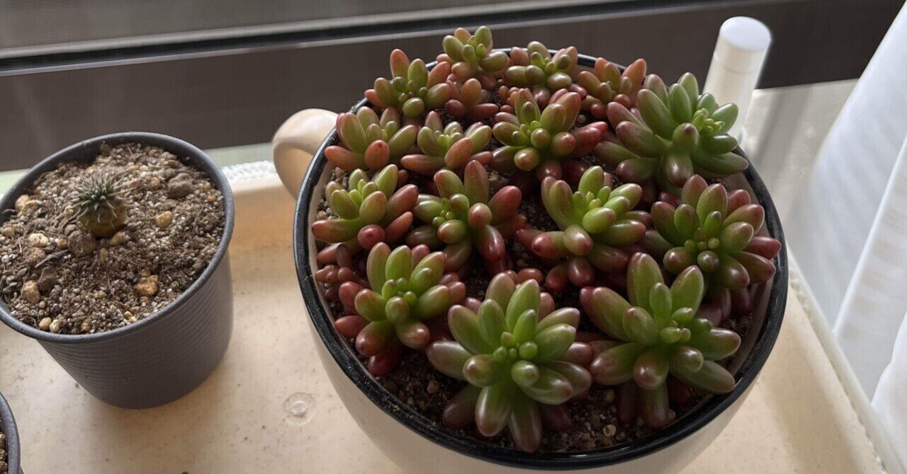 虹の玉、葉挿し｜asumin｜note