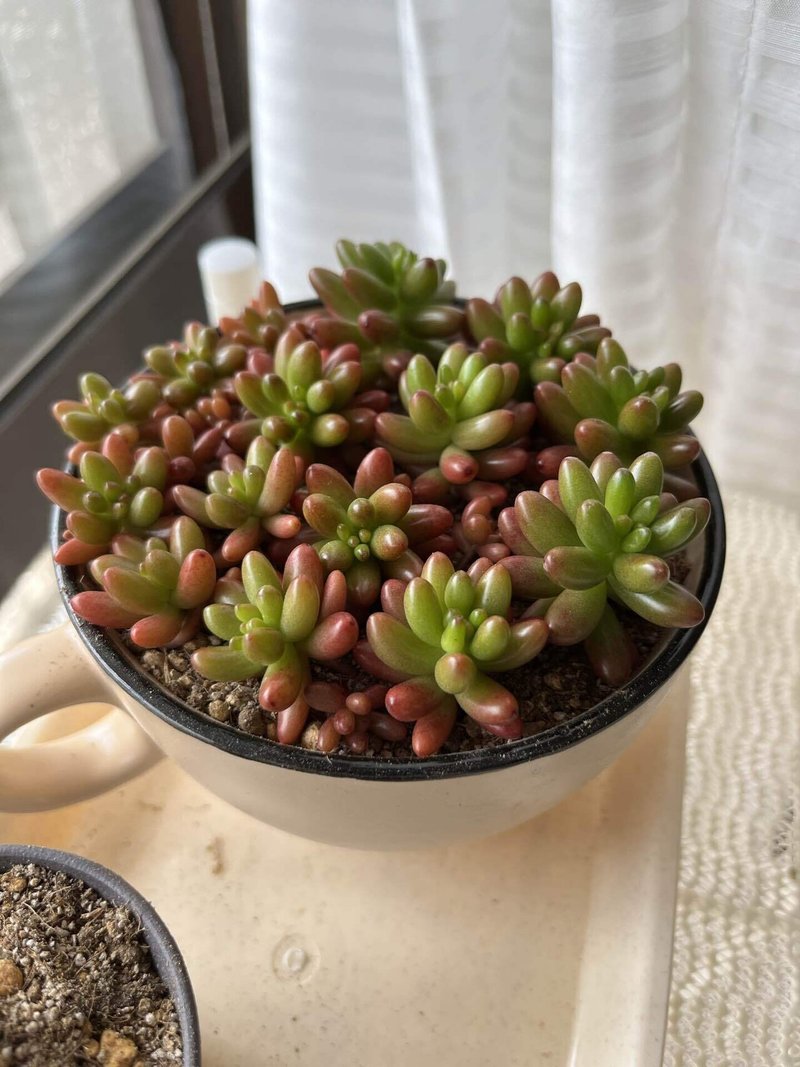 虹の玉、葉挿し｜asumin｜note