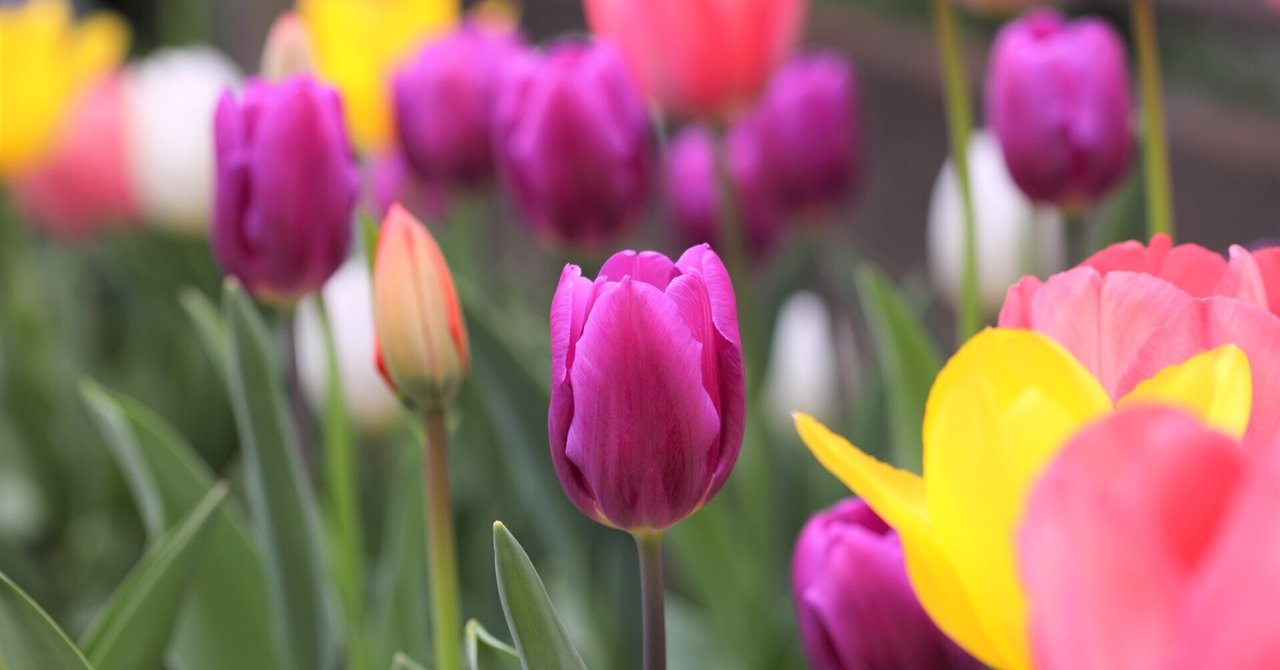 Stroll & Snaps, Vol. 48: うちの界隈の艶 ｜Strolling Ricky｜note