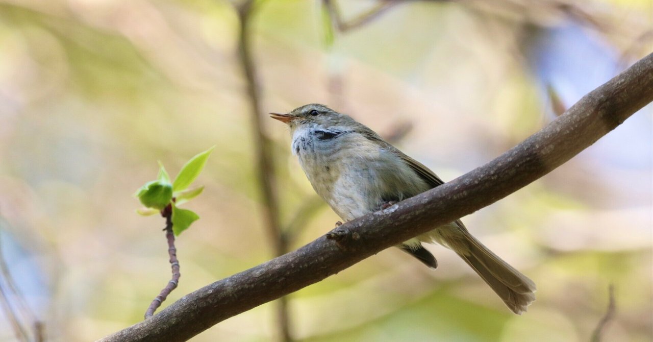 Stroll & Snaps, Vol. 47: うちの界隈の和み - うぐいすに遭遇｜Strolling Ricky｜note