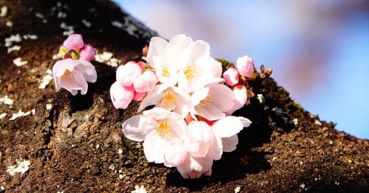 “春爛漫”｜oichan｜note