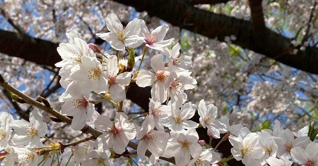 筋肉にはたらきかける｜starseed Sachi｜note