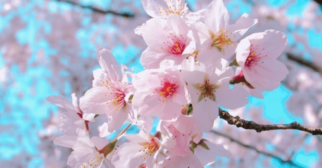 今年も桜の美しさに出会える贅沢｜eri｜note