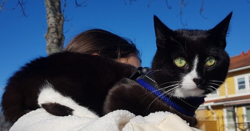 肩乗り猫 🐈｜ハル (旧Ren)｜note