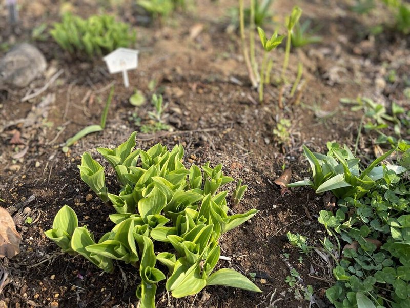 Aprilの日。｜ sio｜note