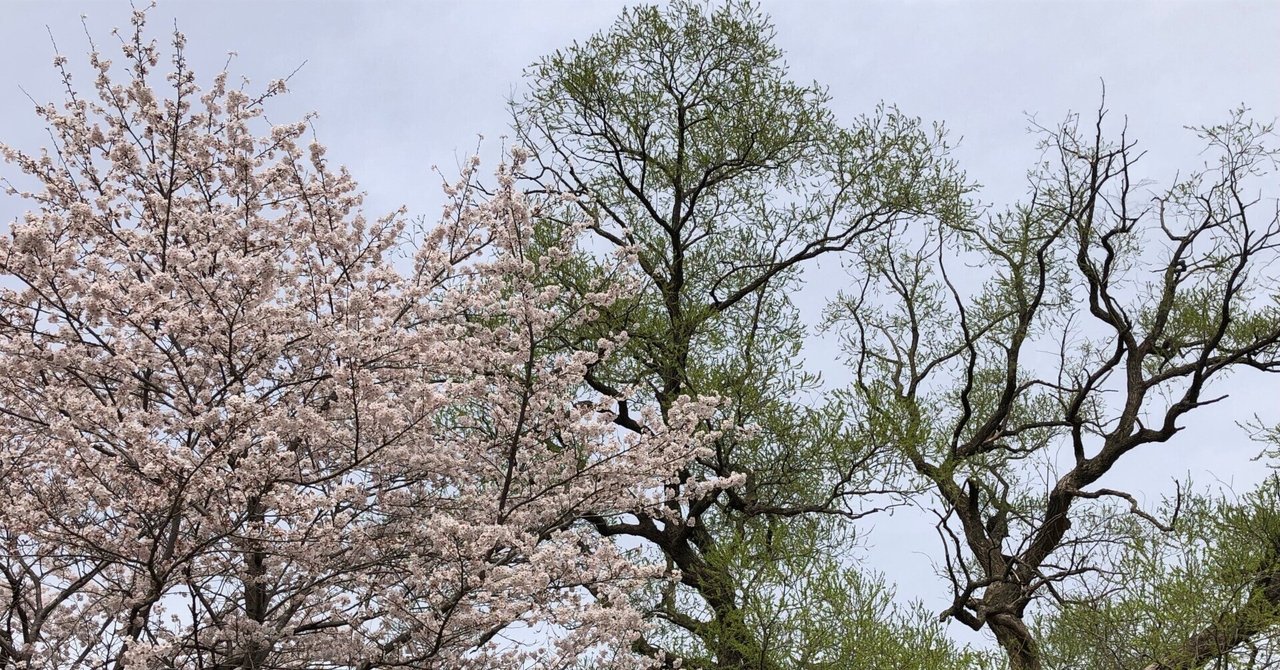 桜の季節｜rikua ️｜note