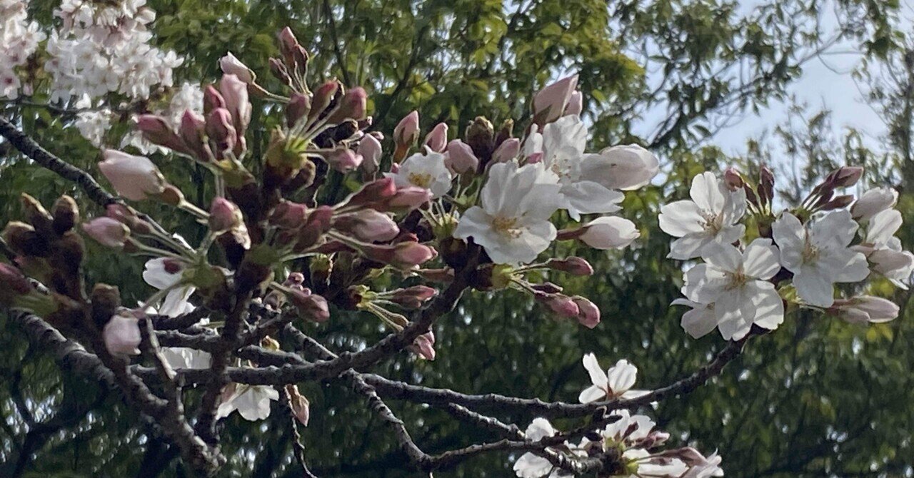 はじめてみました｜seina_tama