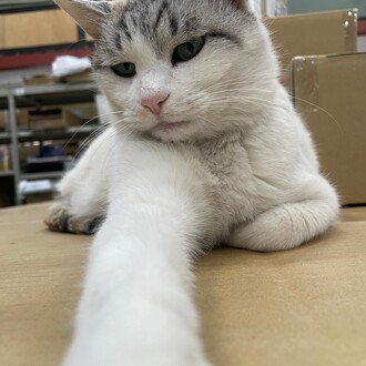 MOGU NOTE 投稿部の商品一覧｜note