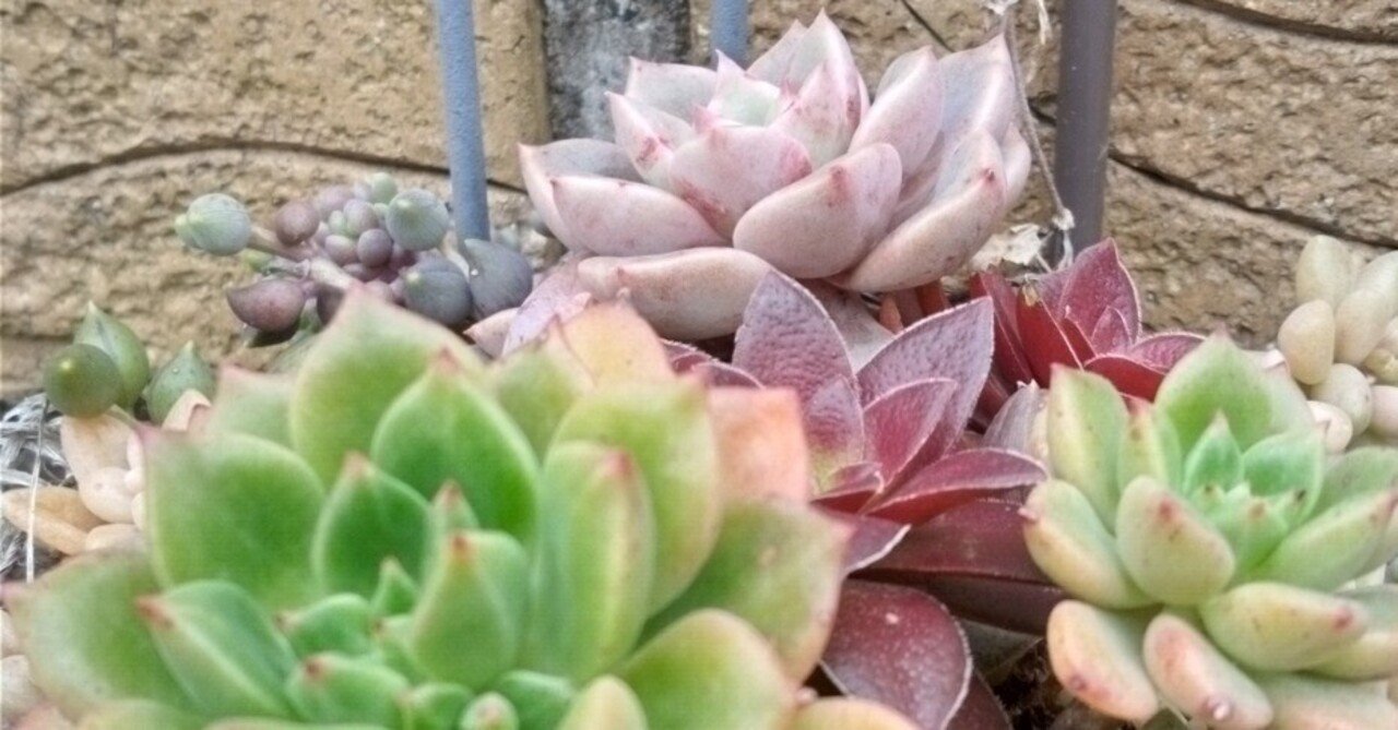 ライトワーカーのひとり言（もうすぐ100日連続投稿達成）｜mother_yuuki｜note