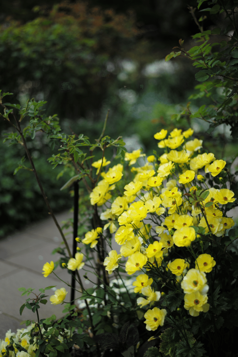 flower｜shirasu camera｜note