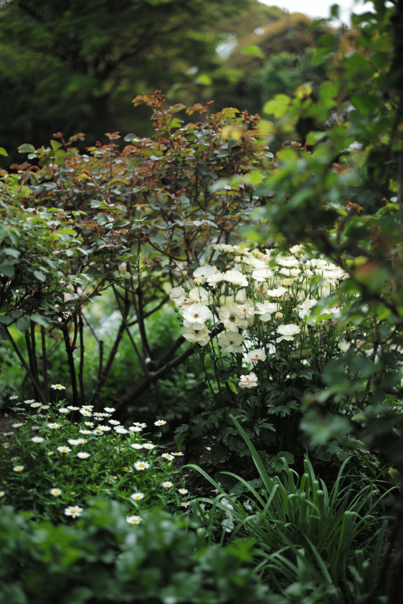 flower｜shirasu camera｜note