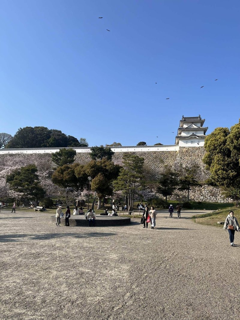 明石の風、桜、そして鯛｜波多野暁生/Akio Hatano