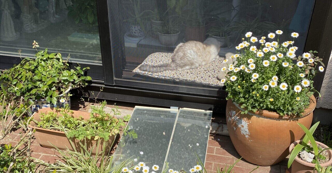 大阪のおばちゃんねこ警察｜ayumu aizawa