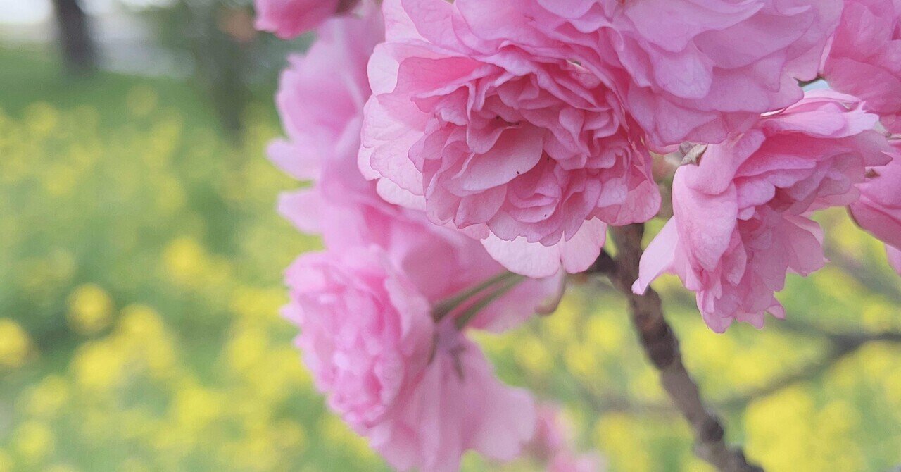 ミスターハートブレイク。｜Ruru*Pino