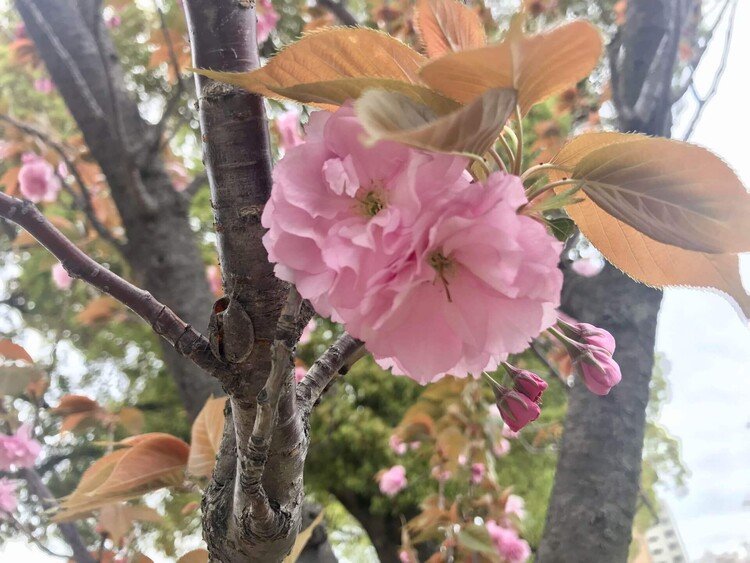 Kyoko.Oの記事一覧｜note（ノート）