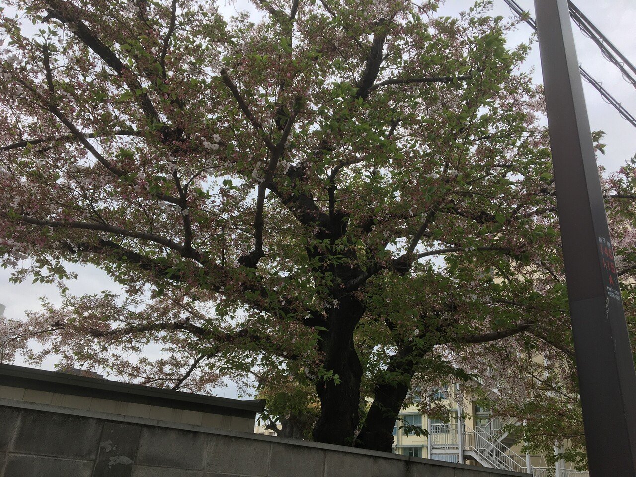 もう、すっかり葉桜でした！｜かぜの帽子（INFJ×kindle作家）